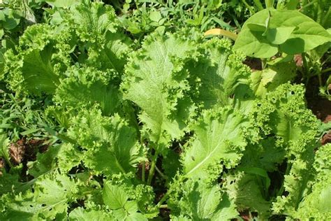 Different Types Of Salad Greens How To Best Use Them HelloFresh