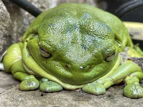 GitHub Bokkypoobah TestToadz TestToadz ERC Testnet Faucets