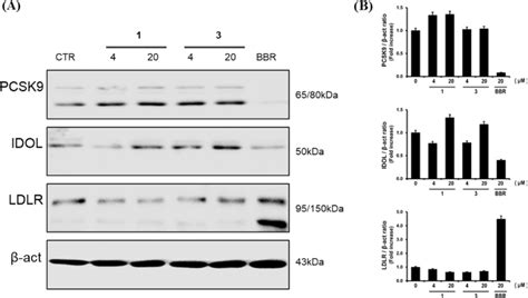 A Effects Of 1 And 3 On Idol Pcsk9 Ldlr And β−actin Expression In Download Scientific