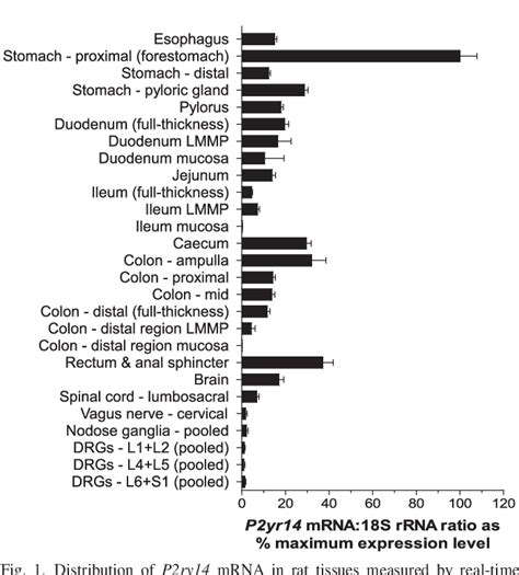 Figure 1 From Udp Glucose Modulates Gastric Function Through P2y14 Receptor Dependent And