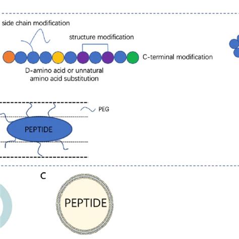 Different Strategies To Improve The Stability Of Bioactive Peptides A