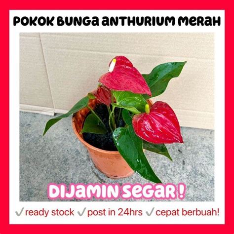 Rina • Pokok Bunga Anthurium Merah • Red Flower Tanaman Hias Gardening