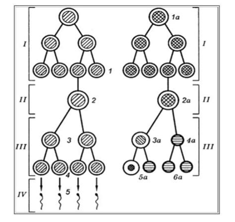 Рассмотрите и проанализируйте схему гаметогенеза человека А Укажите название клеток