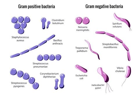 Streptococcus Bacteria Gram Stain
