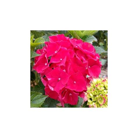Hydrangea Magical Ruby Red 3