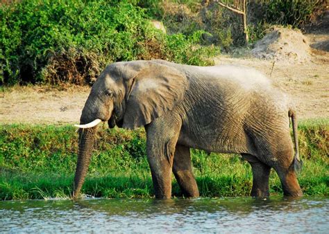 African Bush Elephant African