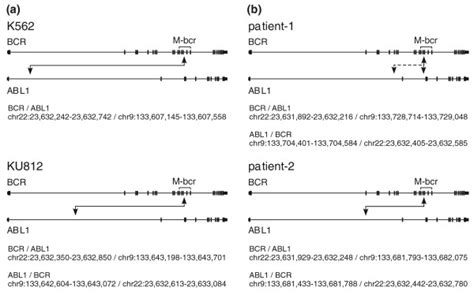 Predicted Junctions Between Chromosomes 9 And 22 A B Only The Download Scientific Diagram