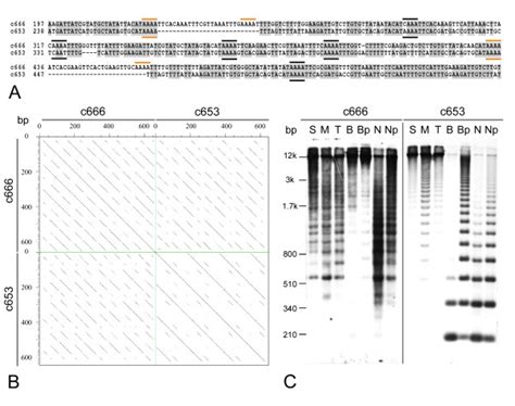 sequence similarity and genomic organization of victr a subfamilies in