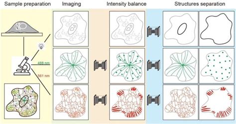 Microscopy Preprints Bioimage Analysis Tools Focalplane
