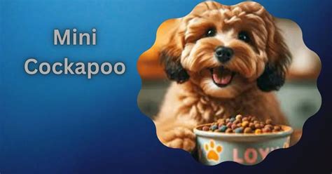 Mini Cockapoo Mini Aussiedoodle