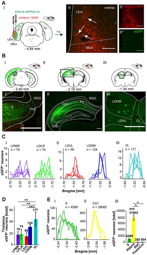 Identifying Inputs Into The Rhinal Cortex From The Subiculum