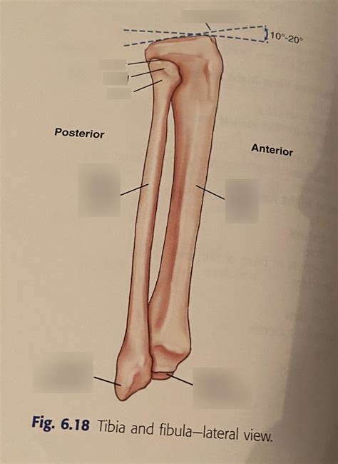 Tibia And Fibula Lateral View Diagram Quizlet