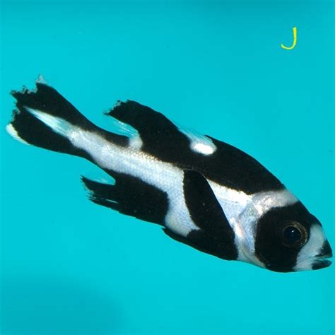 Black Snapper Rock N Critters