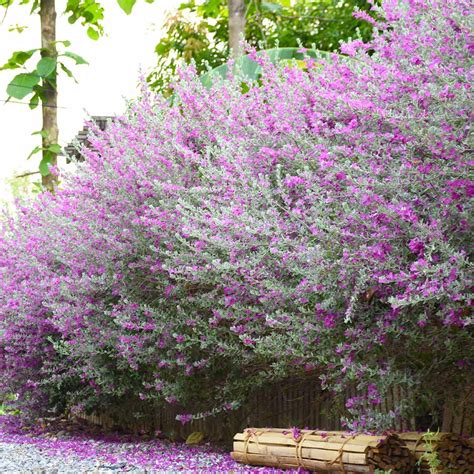 Lynns Legacy Texas Sage Shrubs For Sale