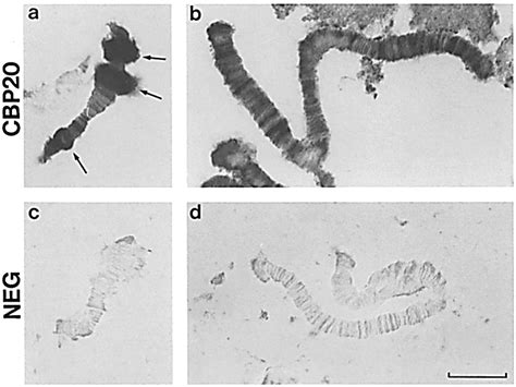 Immunolocalization Of Cbp20 In C Tentans Polytene Chromosomes