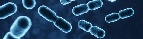 Polyphenols What Where And Most Importantly Why Wellvine