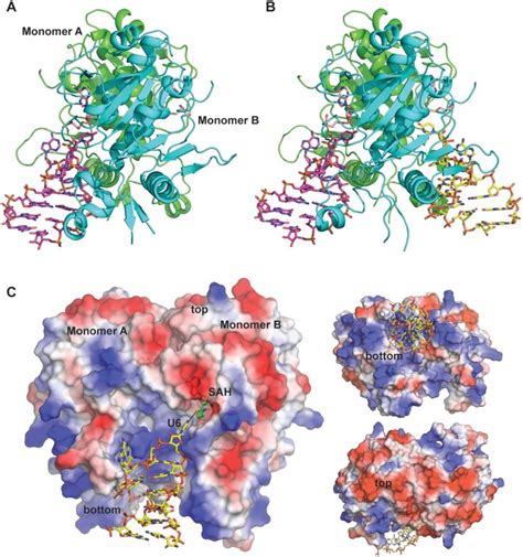 Overall Structure Of The Nep1rna Complexes Structures Of The A One