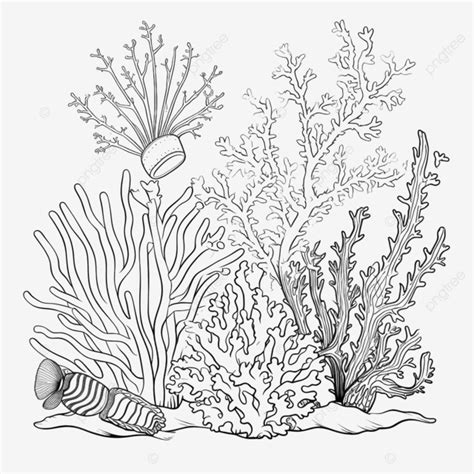 Sea Corals Underwater Plants Outline Coral Reef Underwater Png