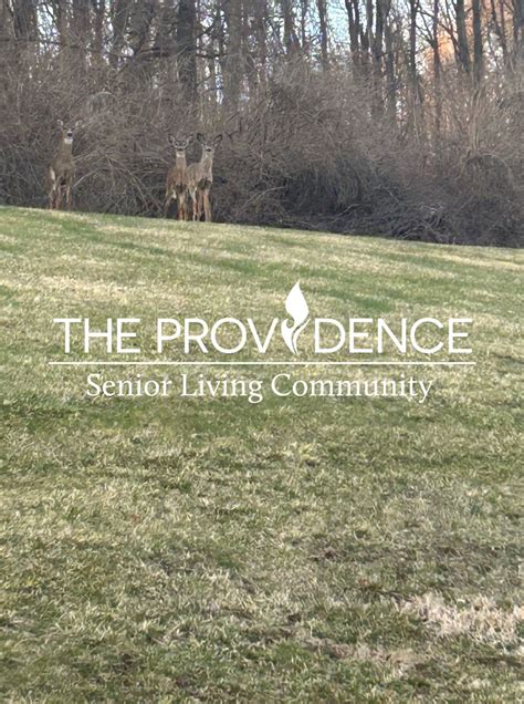 Look Who Came To Visit The New Development Site Of The Providence We