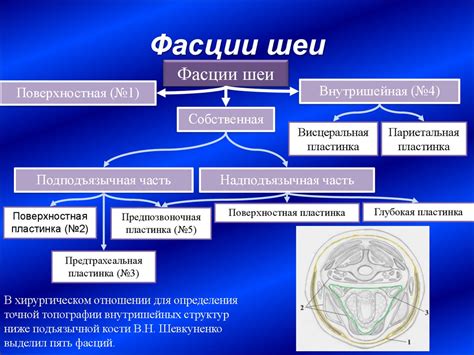 Функционально-клиническая анатомия мышц, фасций и топографических ...