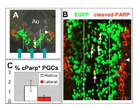Spatial Distribution Of Apoptosis Among Migratory Germ Cells Ab