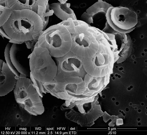 Roscoff Culture Collection Marine Microalgae Macroalgae Protists Bacteria And Viruses