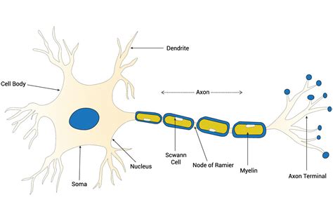 Neuron Axon Anatomy Design Vector Graphic By Hamjaiu · Creative Fabrica