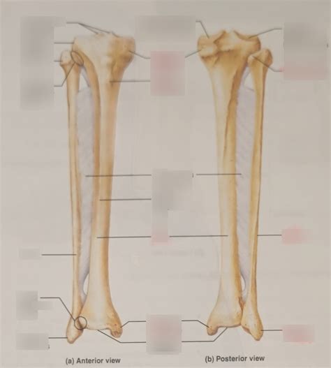 Biology 232 Lab Tibia And Fibula Diagram Quizlet