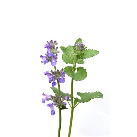 Herb Catnip Seeds Osc Seeds Ritchie Feed And Seed Inc