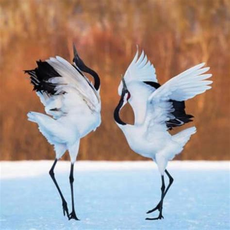 25th Deaflympics Honoring Excellence At The 52nd Icsd Congress Facebook