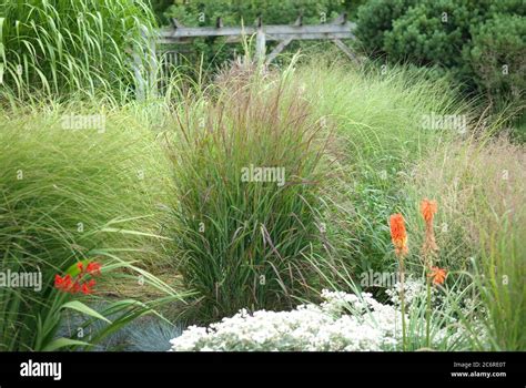 Ornamental Grass Rot At Harry Leslie Blog