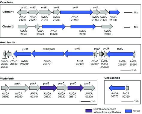 Non Ribosomal Peptide Synthase Nrps And Nrps Independent Gene