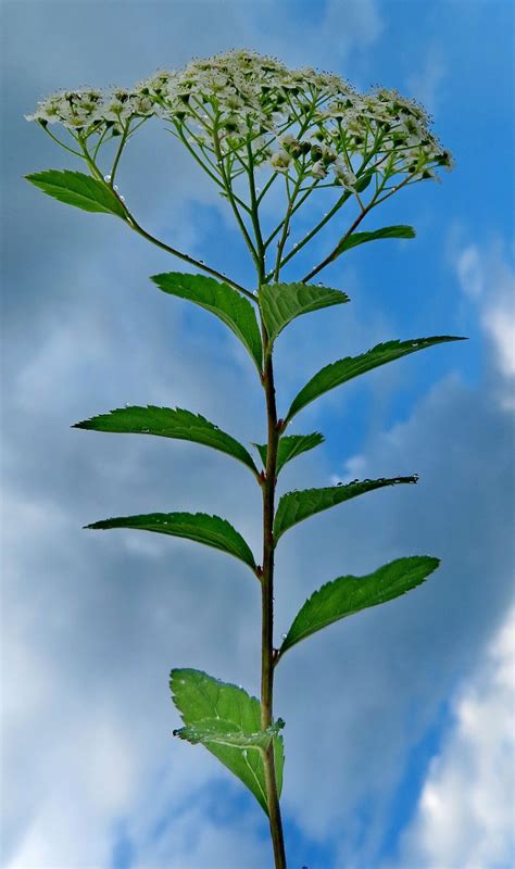 Spiraea Decumbens Wdjkoch World Flora Plntnet Identify