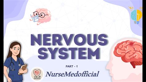 Nervous System Explained Cns Part 1 Youtube