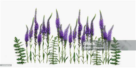 흰색에 자연 야생화의 평면도 꽃이 만발한 꽃 배경 클로즈업 세부 사항 최소한의 배너 섬세한 초원 꽃 봄 여름 꽃 개념 식물 미학 허브 0명에 대한 스톡 사진 및 기타 이미지