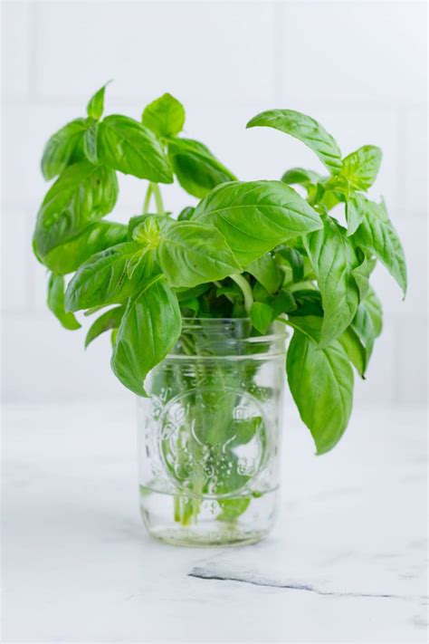How To Store Basil So It Stays Fresh Evolving Table