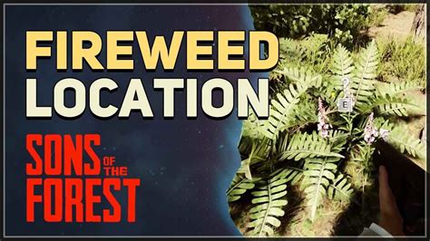 Fireweed Location Sons Of The Forest YouTube