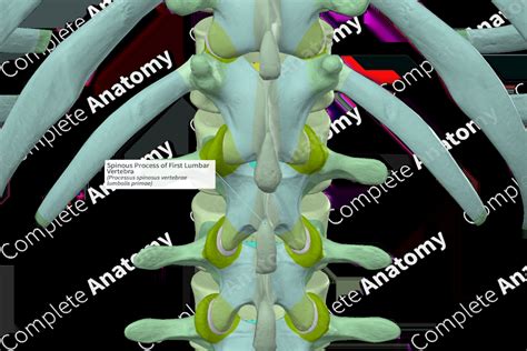 Spinous Process Of First Lumbar Vertebra Complete Anatomy