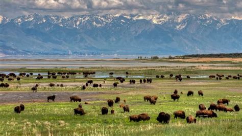 Utah Adventure The 5 Best Places To Spot Wildlife