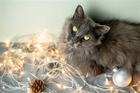 노란 눈을 가진 회색 솜털 고양이는 크리스마스 트리 장난감 화환 및 원뿔이있는 밝은 배경에서 카메라를 들여다 봅니다 위에서 본 모습 새해와 크리스마스의 개념 복사 공간