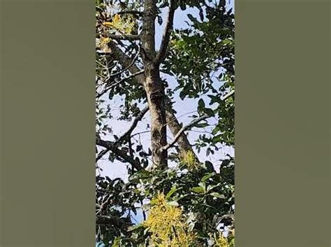 Pohon Alpukat Sedang Berbunga Lebat - YouTube