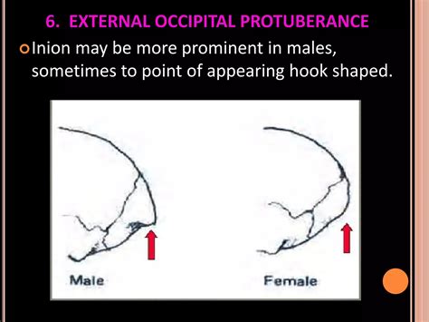 Sex Determination In Forensic Pptx