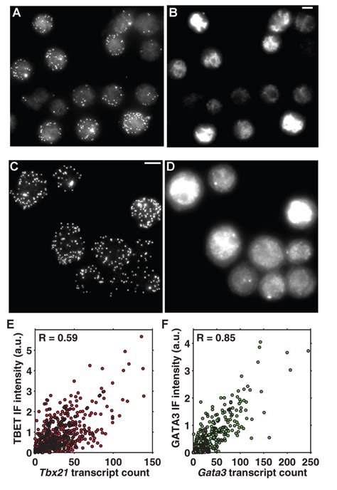 Transcript And Protein Levels Exhibit Strong Positive Correlations A