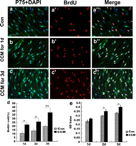 In Vitro Stimulatory Effects Of Ccm On Oec Proliferation Download