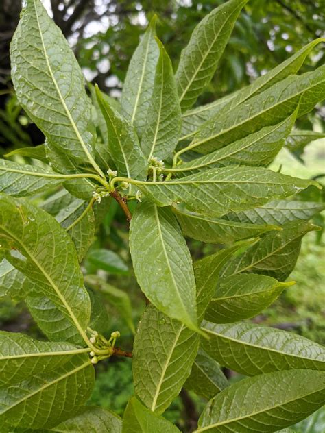 Ilex Eflora Of India
