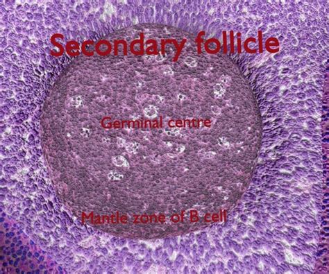 Artstation Lymph Node Lymphatic System 3d Resources