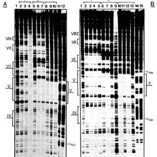 Restriction Map Of The Genomic Chicken C Myc Gene Subclones