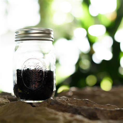 Find Elderberries The Elderberry Entrepreneuer