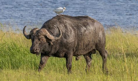 Senegal Biodiversity And Nature Conservation Biodb
