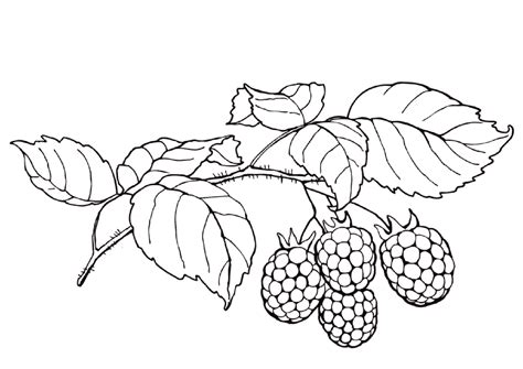 Розмальовка Фрукти для дітей